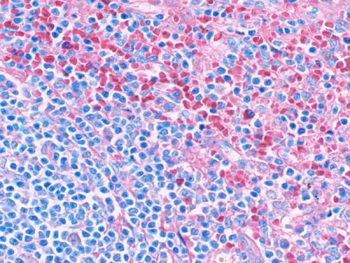 GIEMSA Control Histology Slides